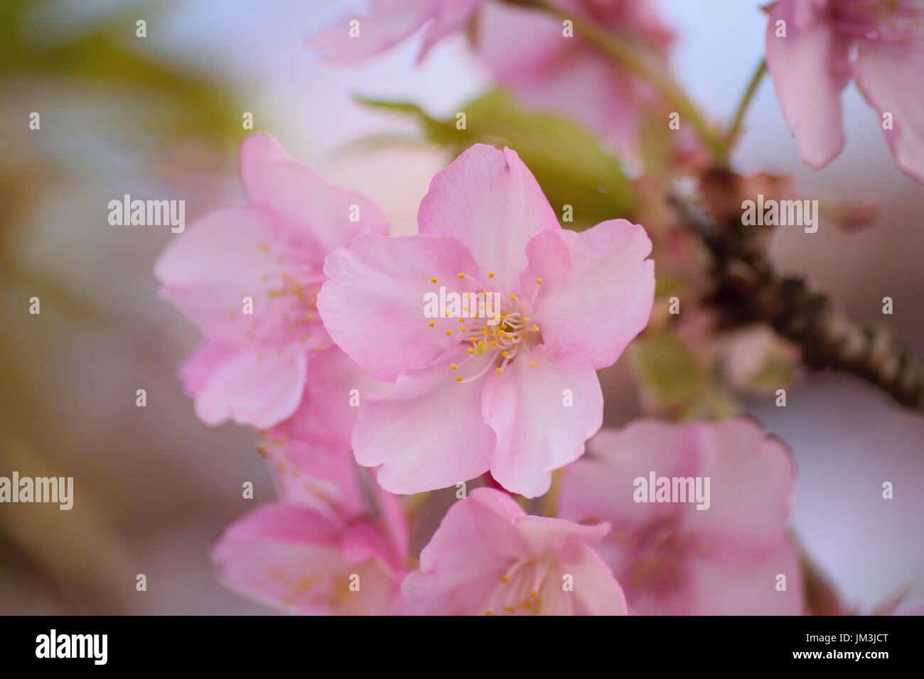 Macro texture of Japanese pink cherry blossoms Stock Photo - Alamy