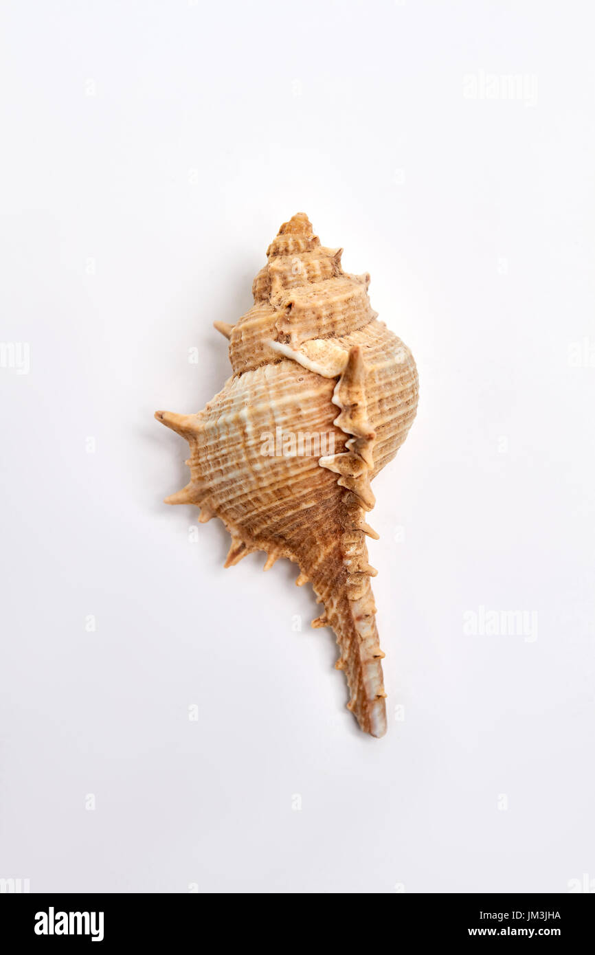 Oceanic decor hi-res stock photography and images - Alamy