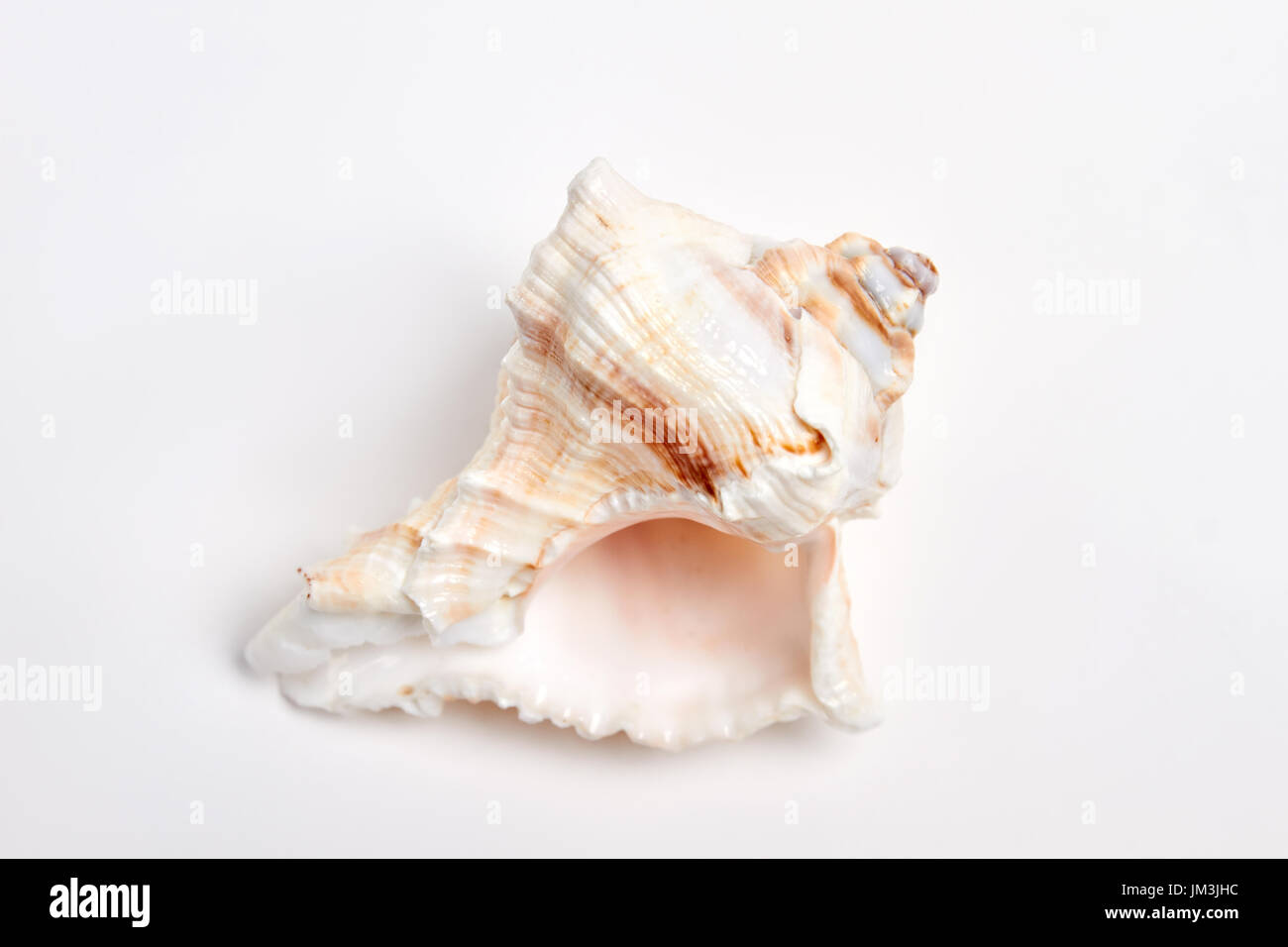 Close up of empty sea shell. Beautiful souvenir from vacation Stock ...