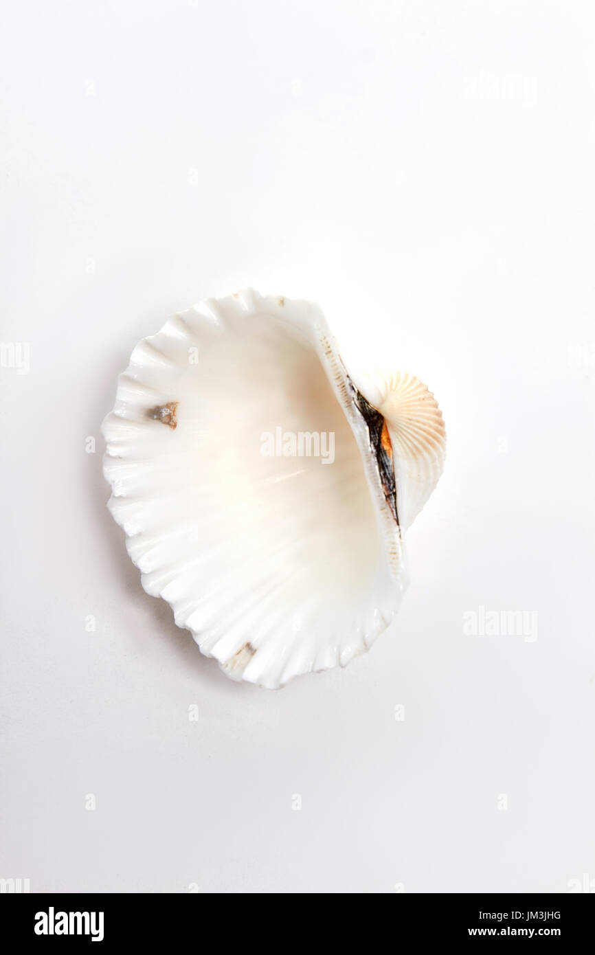 Scallop aquaculture hi-res stock photography and images - Alamy