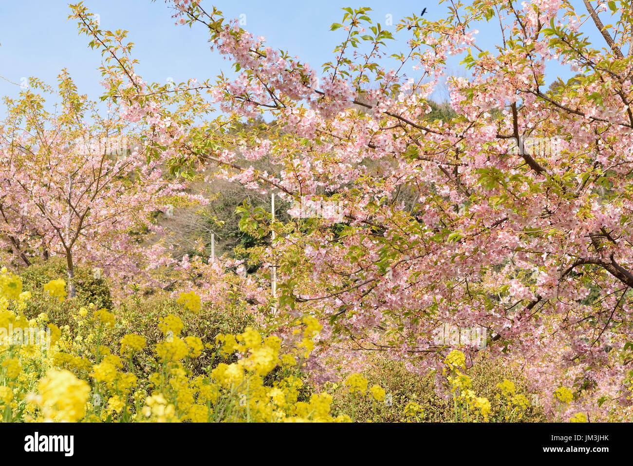 Spring Landscape of Pink Cherry Blossoms branches in Japan Stock Photo ...