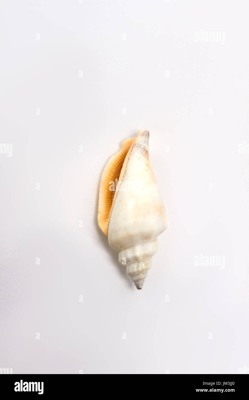 Vertical image of sea shell. Oceanic aquatic conch, white background ...