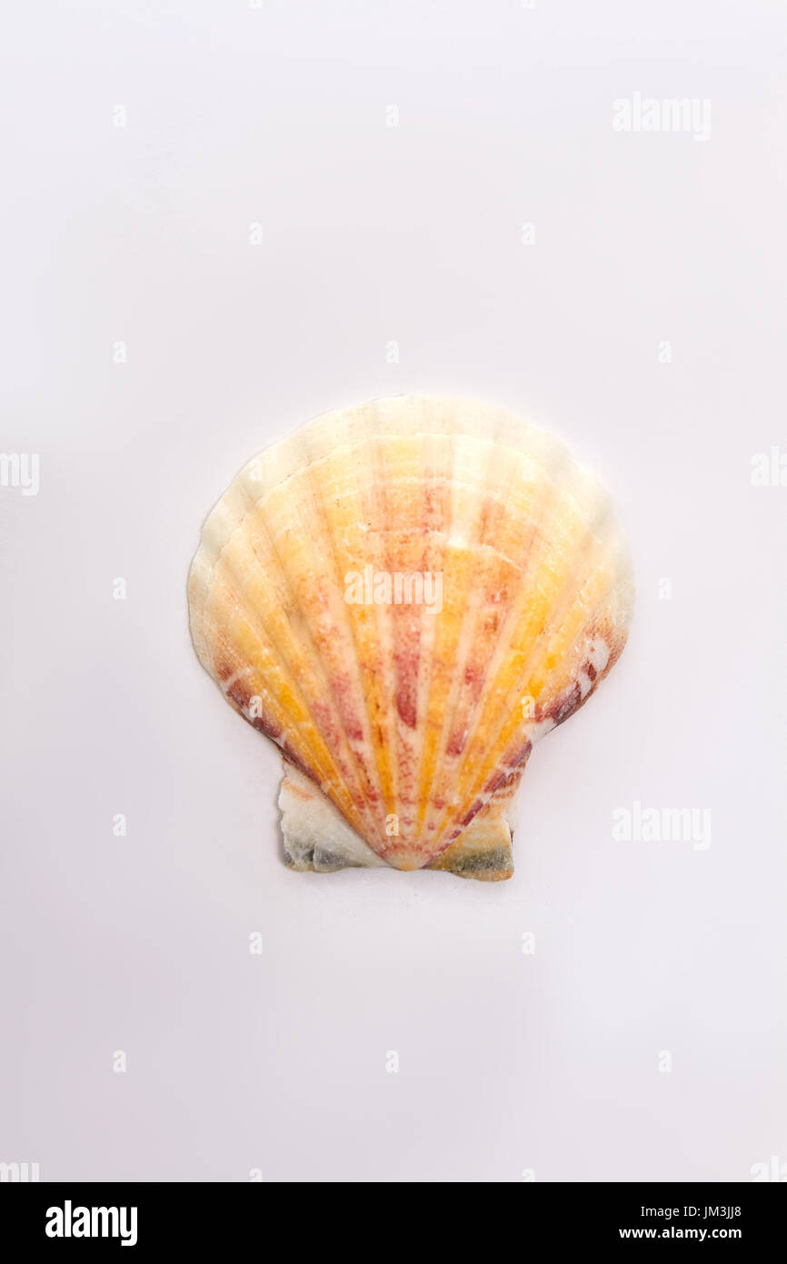 Colorful clam on white background. Beautiful sea mollusc isolated on ...