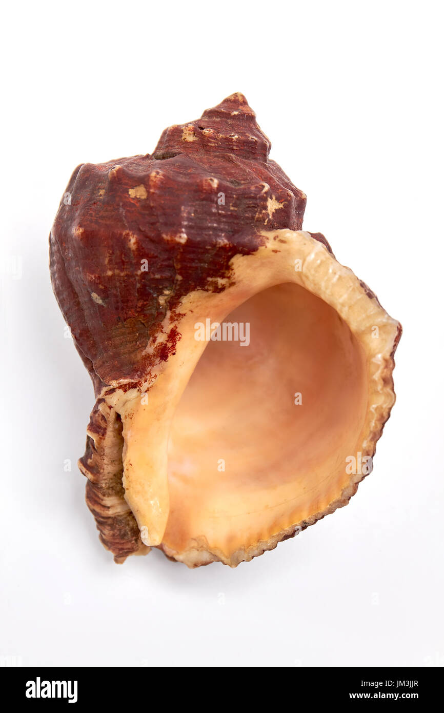 Empty sea shell hi-res stock photography and images - Alamy