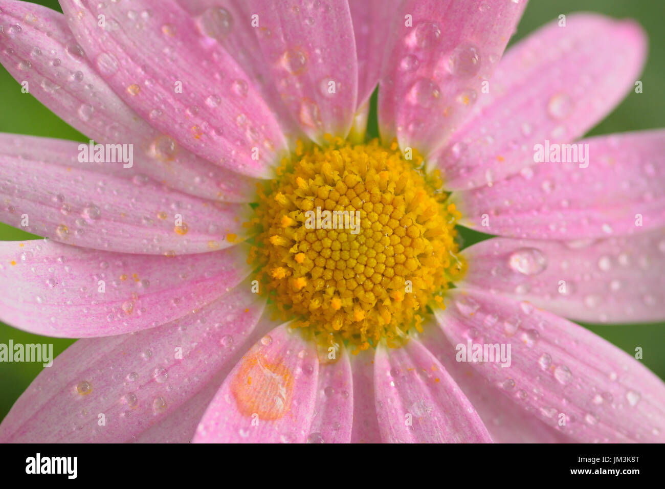 Macro blur texture of pink colored Daisy flower surface with water ...