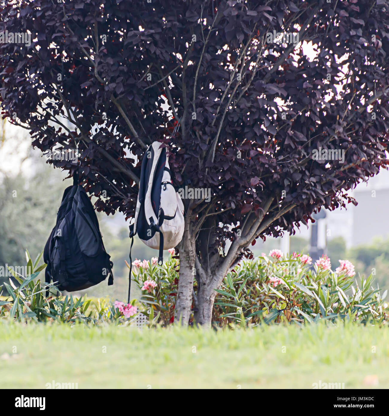 Bag hanging tree hi-res stock photography and images - Alamy