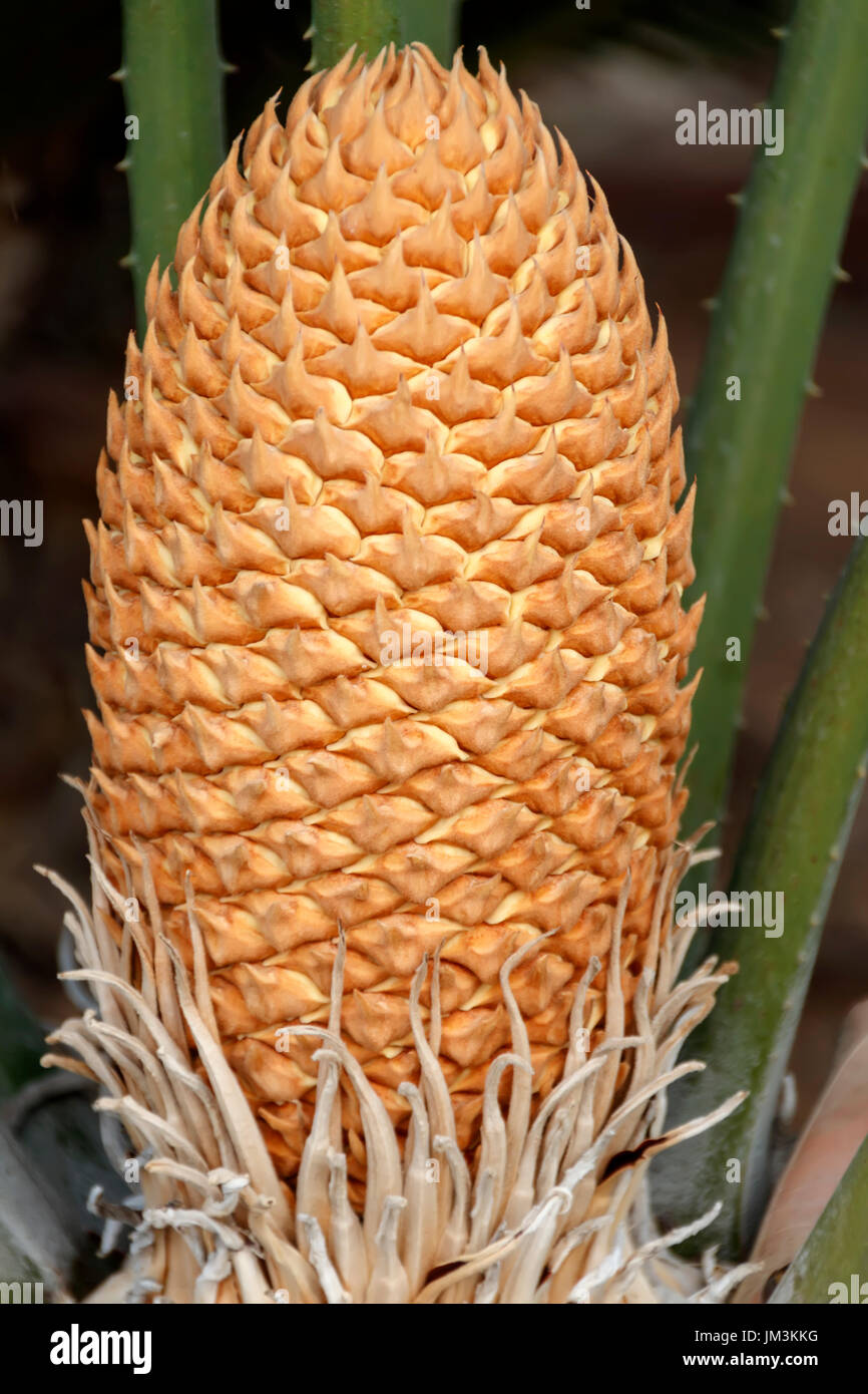 Cycad fruit hi-res stock photography and images - Alamy