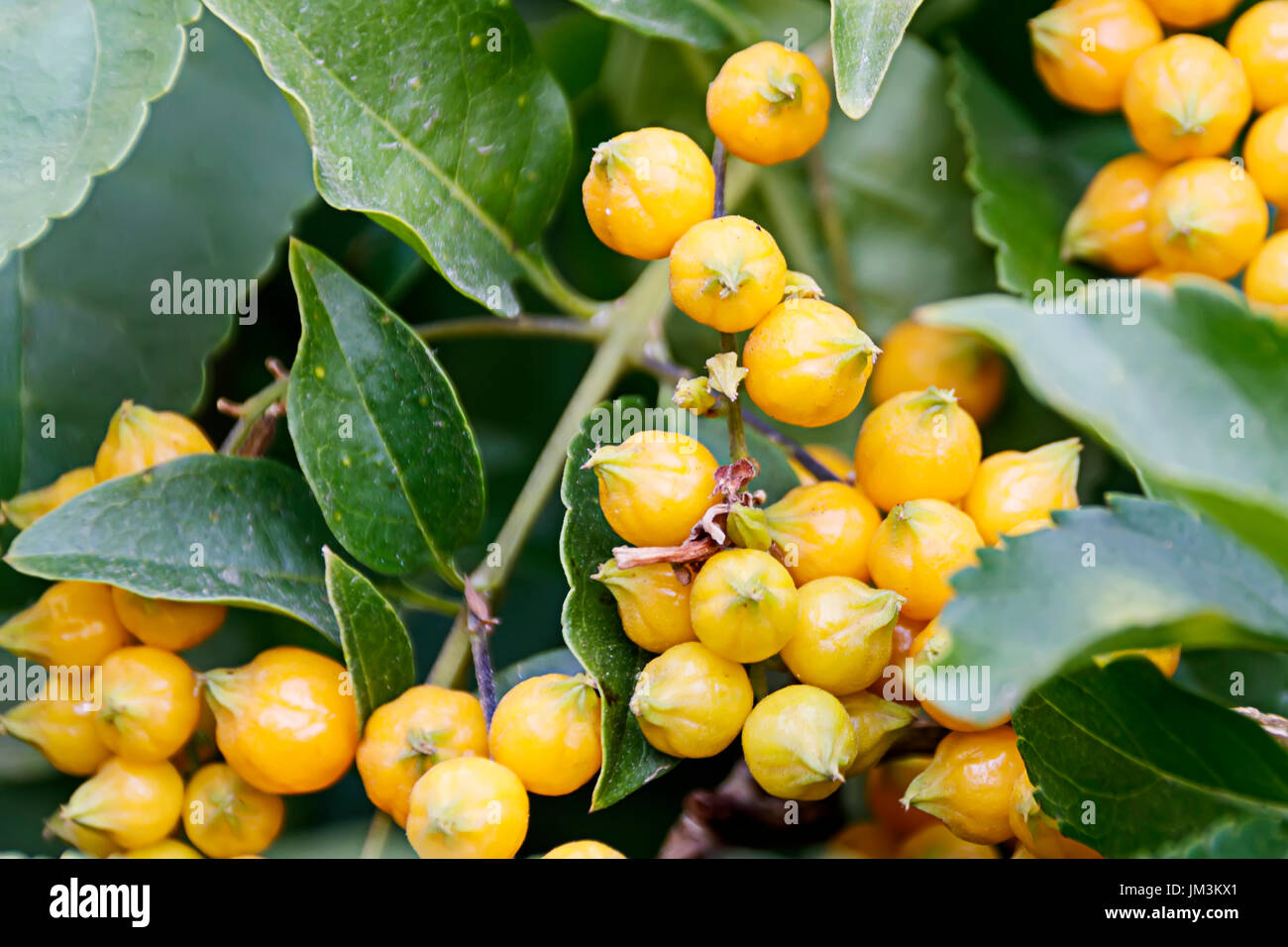 Blur berries hi-res stock photography and images - Alamy