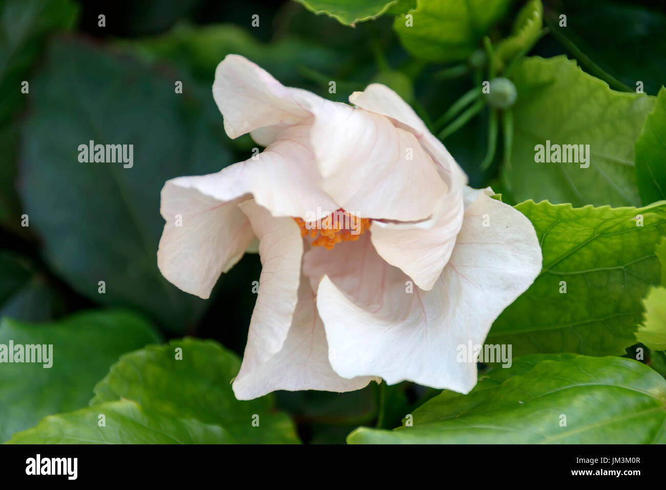 Creamcolored hi-res stock photography and images - Alamy