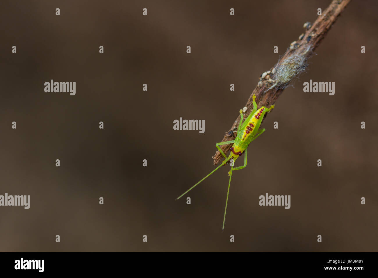 green grasshopper in nature standing on wooden Stock Photo - Alamy