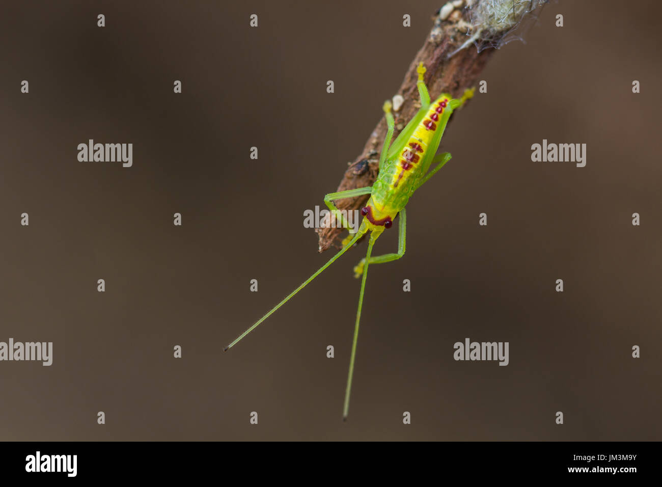green grasshopper in nature standing on wooden Stock Photo - Alamy