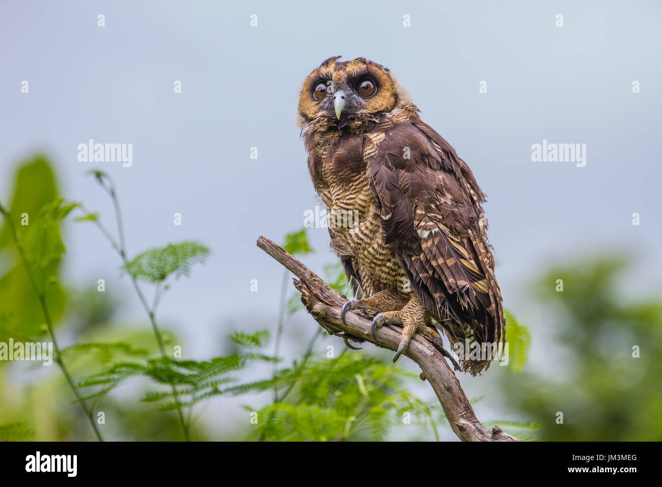 Asian brown wood owl hi-res stock photography and images - Alamy