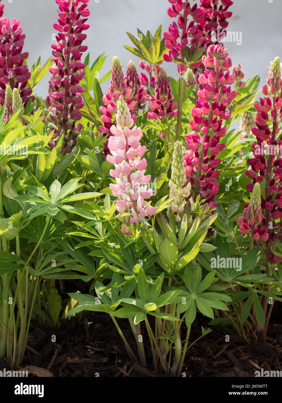 Lupin lupinus beefeater red hi-res stock photography and images - Alamy