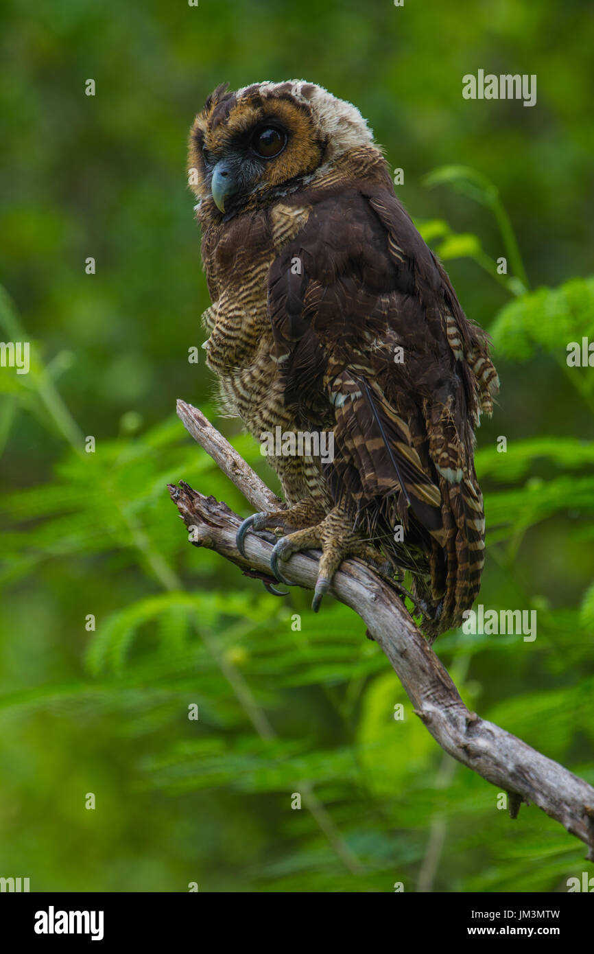 Asian brown wood owl hi-res stock photography and images - Alamy