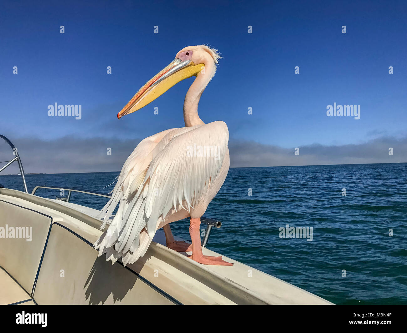 African pelican hi-res stock photography and images - Alamy