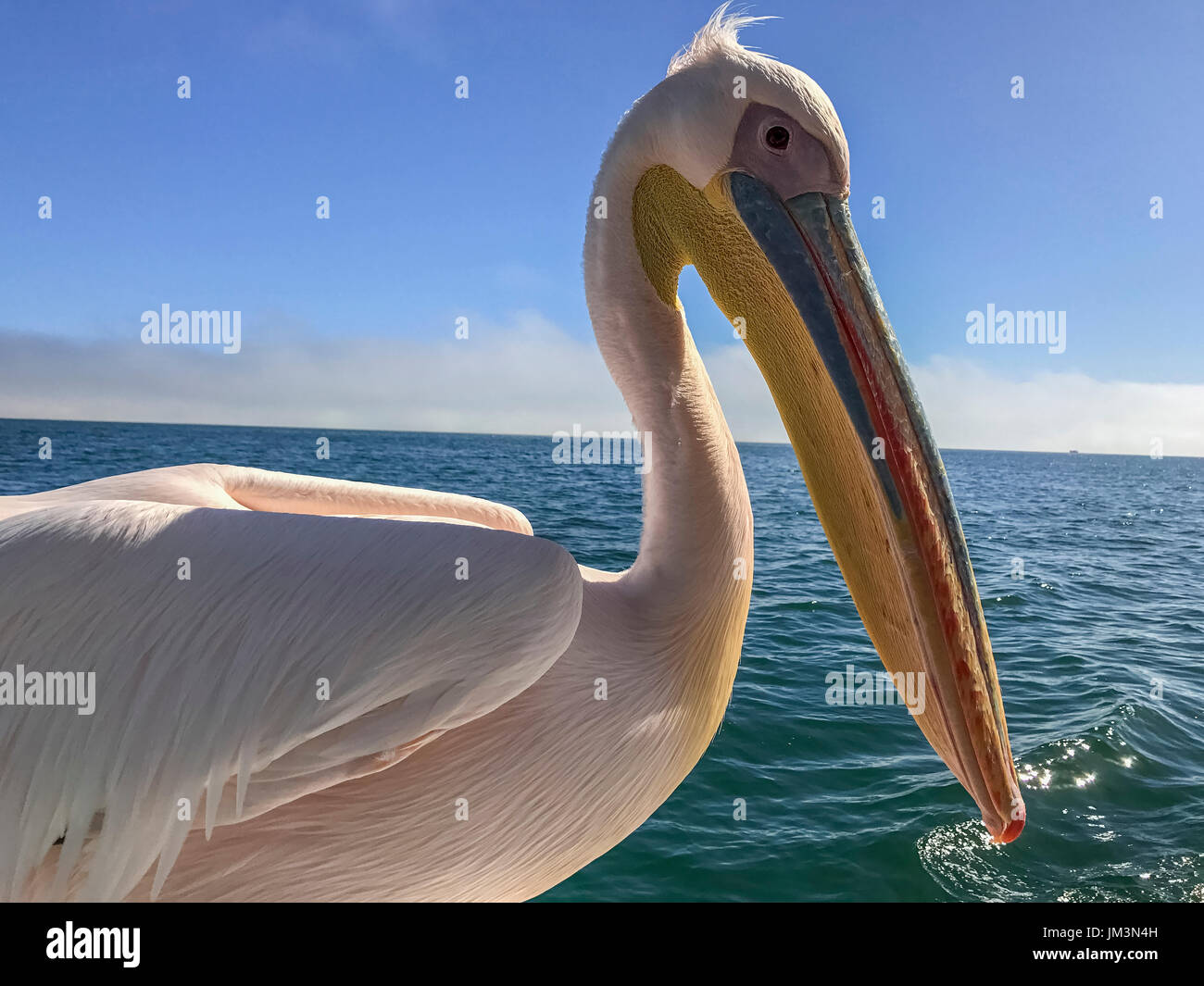 African pelican hi-res stock photography and images - Alamy