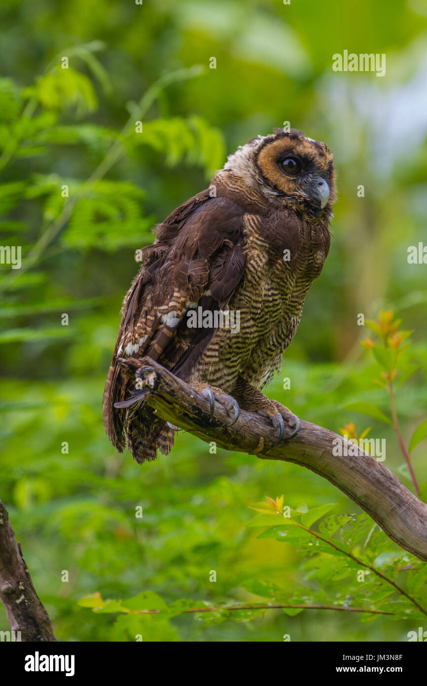 Asian Brown Wood Owl on tree in forest Stock Photo - Alamy