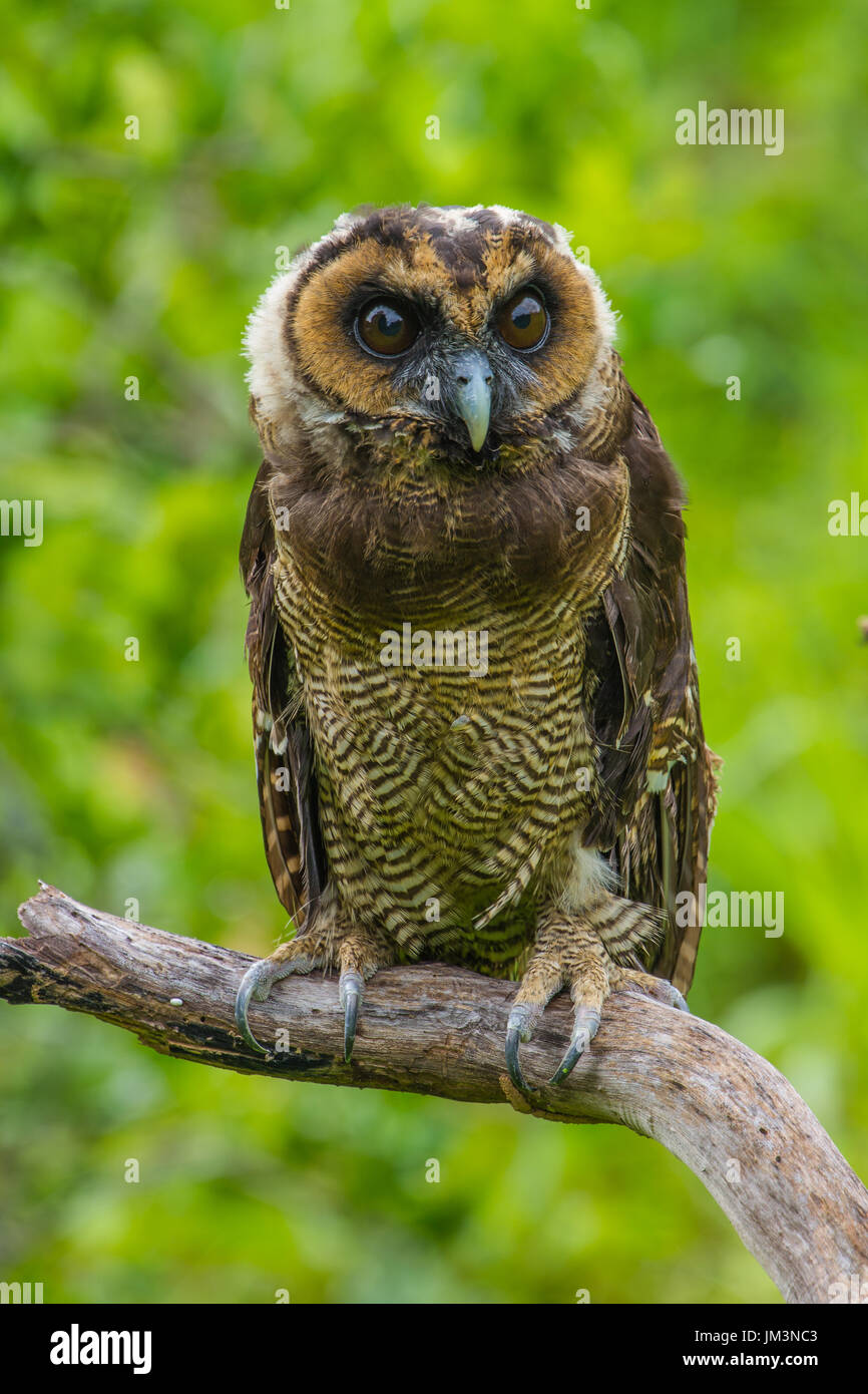 Asian brown wood owl hi-res stock photography and images - Alamy