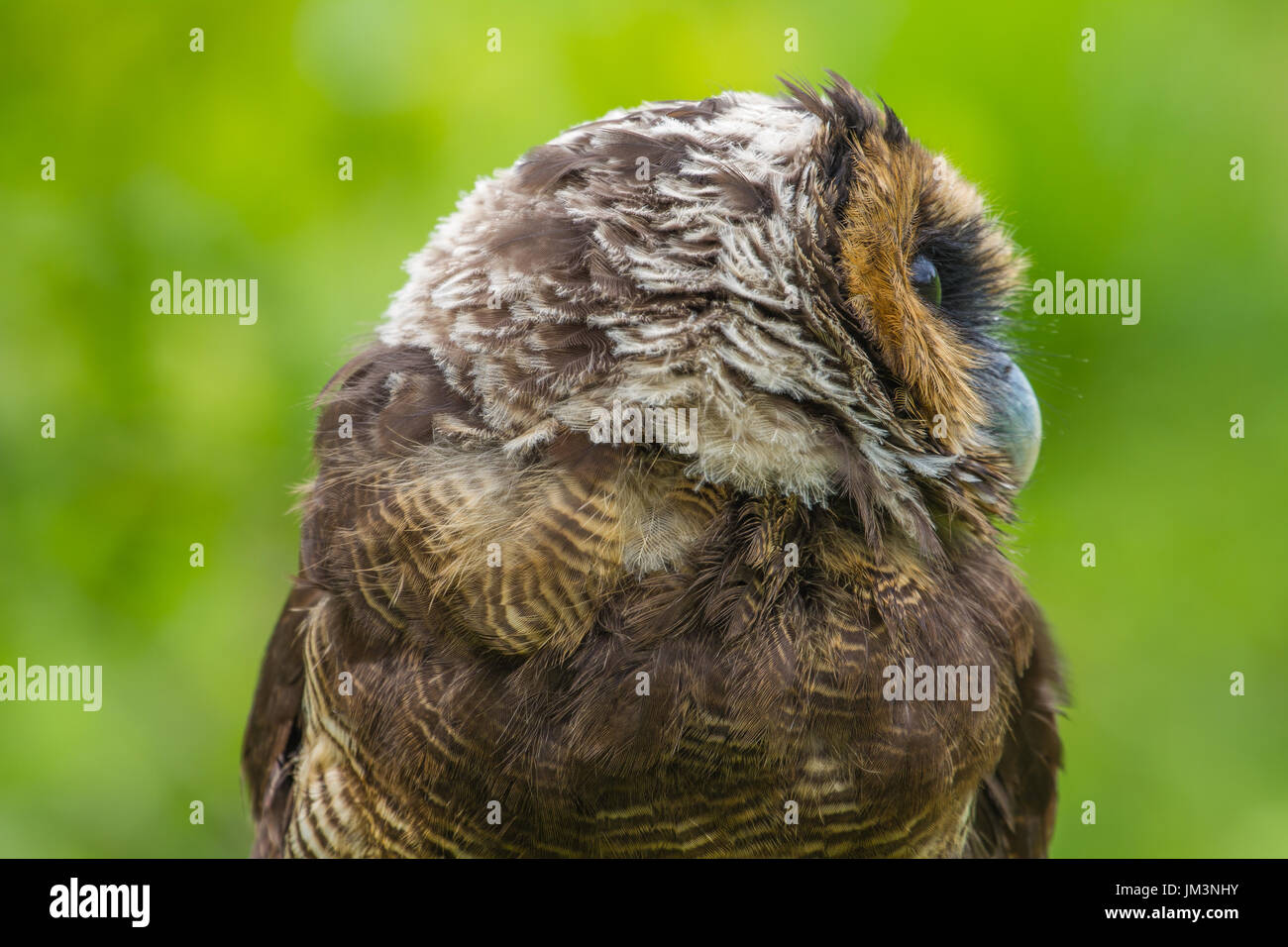 Asian brown wood owl hi-res stock photography and images - Alamy