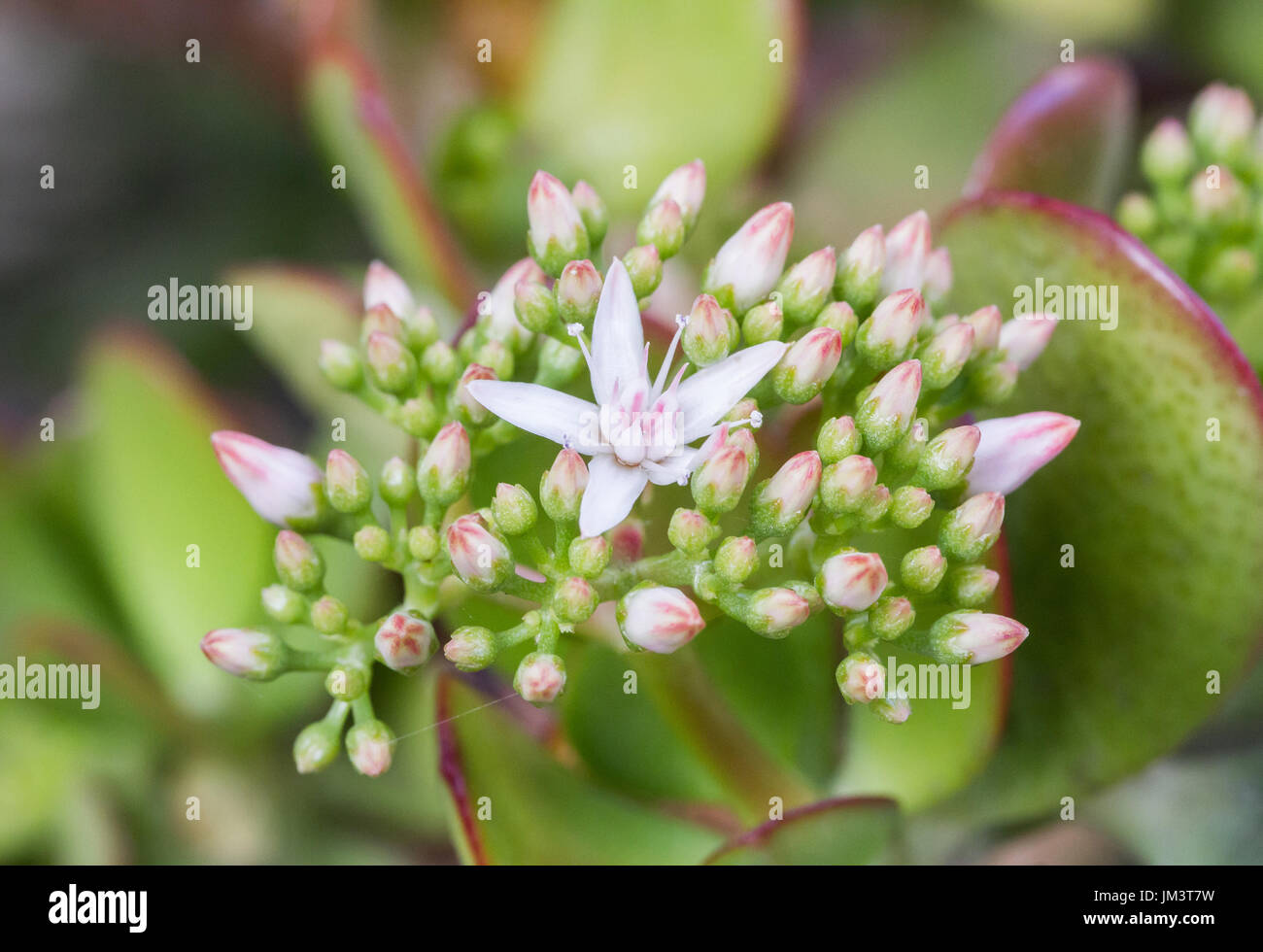 Pale pink buds and blossoms on a healthy jade tree in a California ...