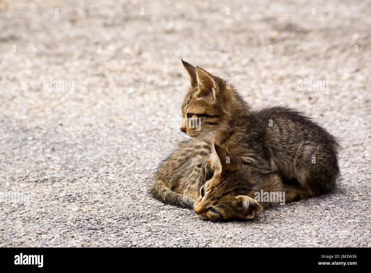 Kitten in the street hi-res stock photography and images - Alamy