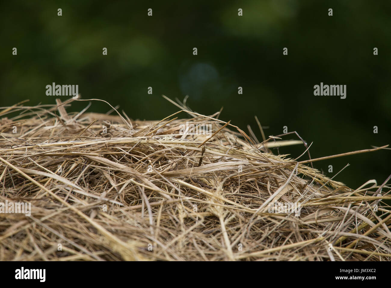 A beautiful closeup of a natural dried grass. Abstract nature ...