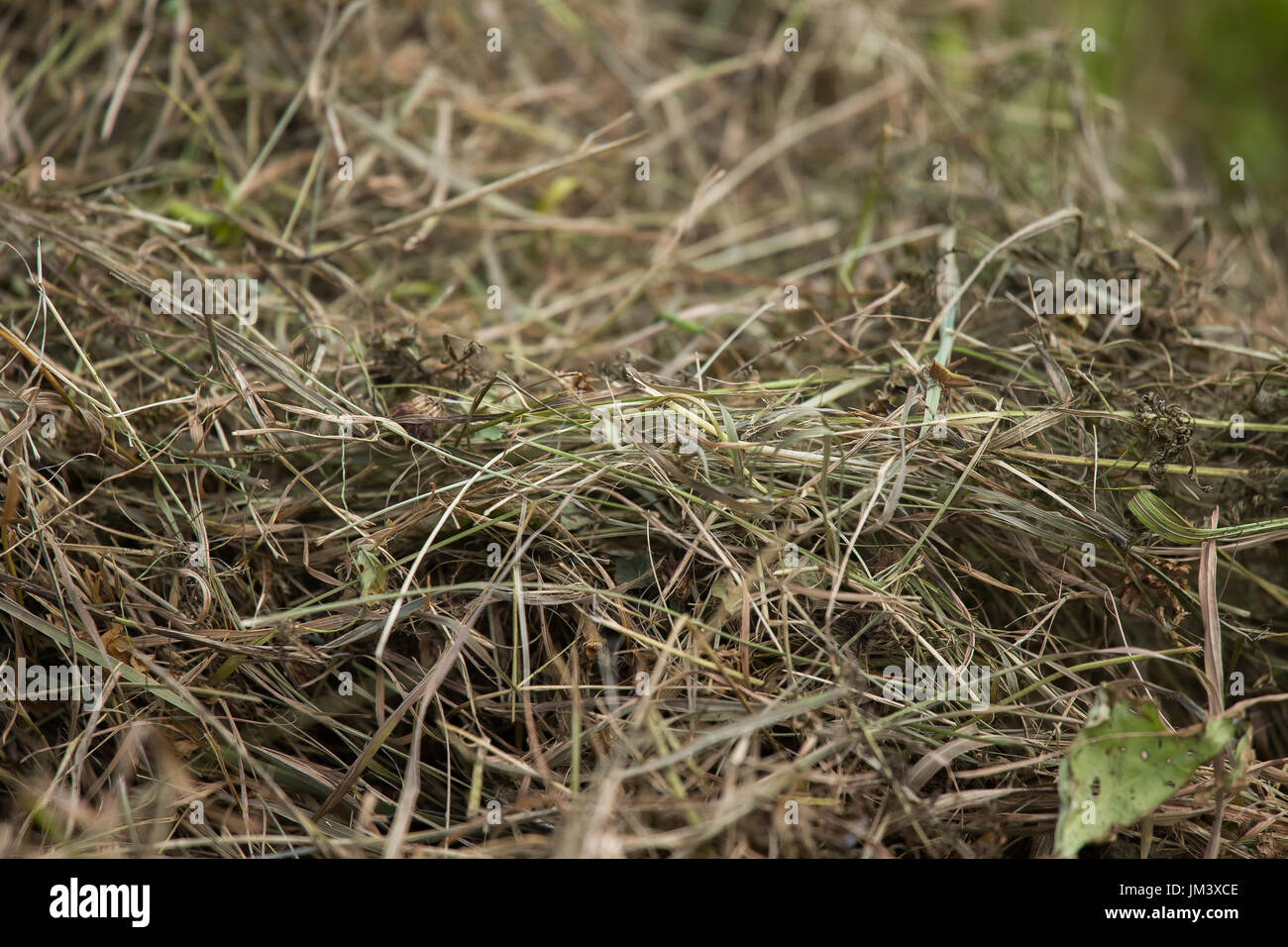 A beautiful closeup of a natural dried grass. Abstract nature ...