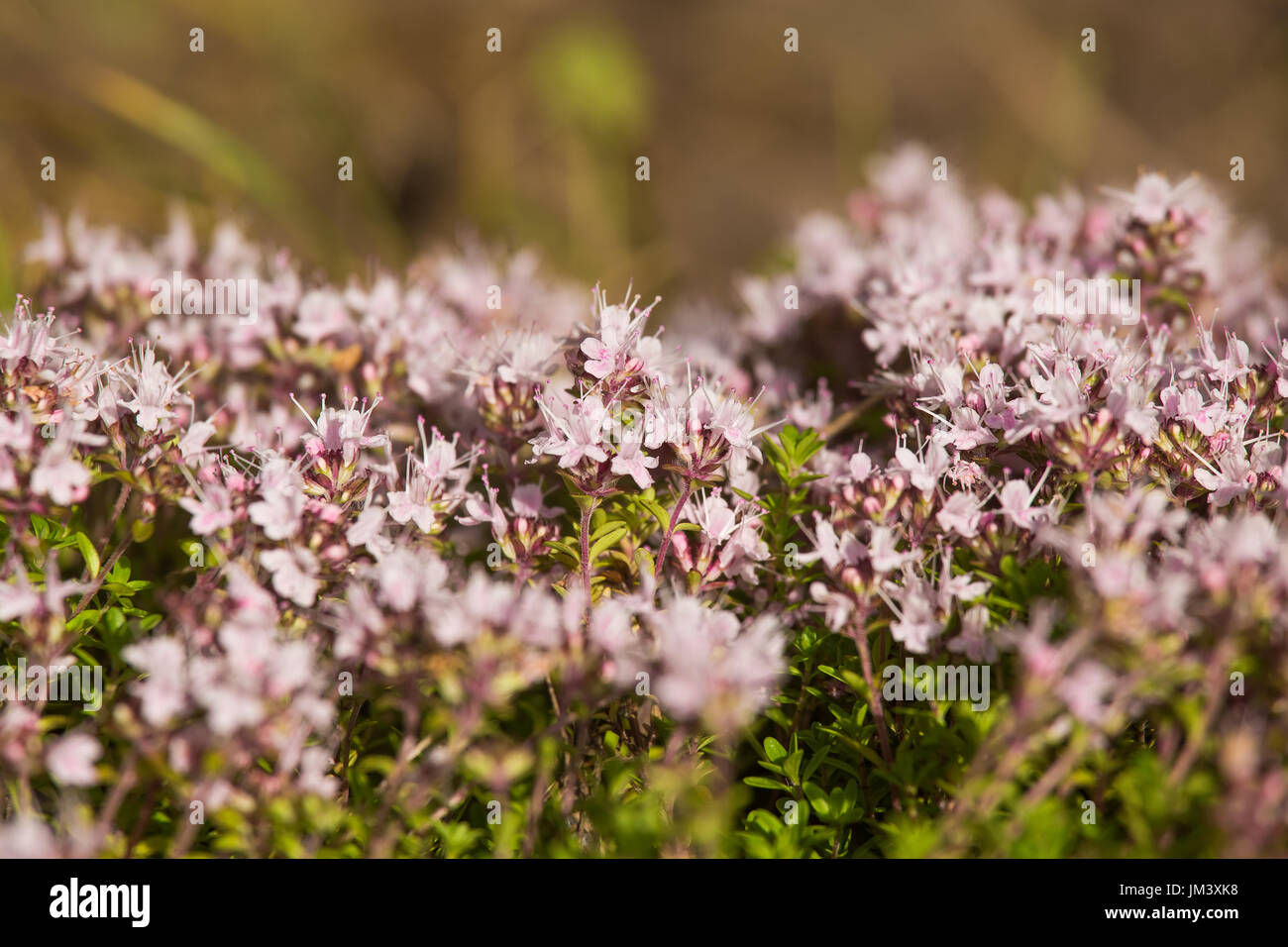 A beautiful closeup of a natural wild thyme flowers blossoming near the ...