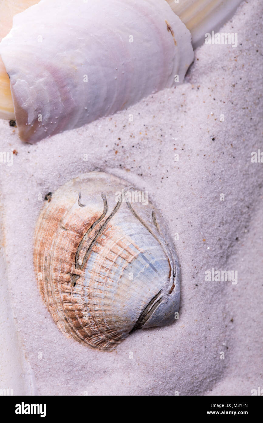Beach with shells Stock Photo - Alamy