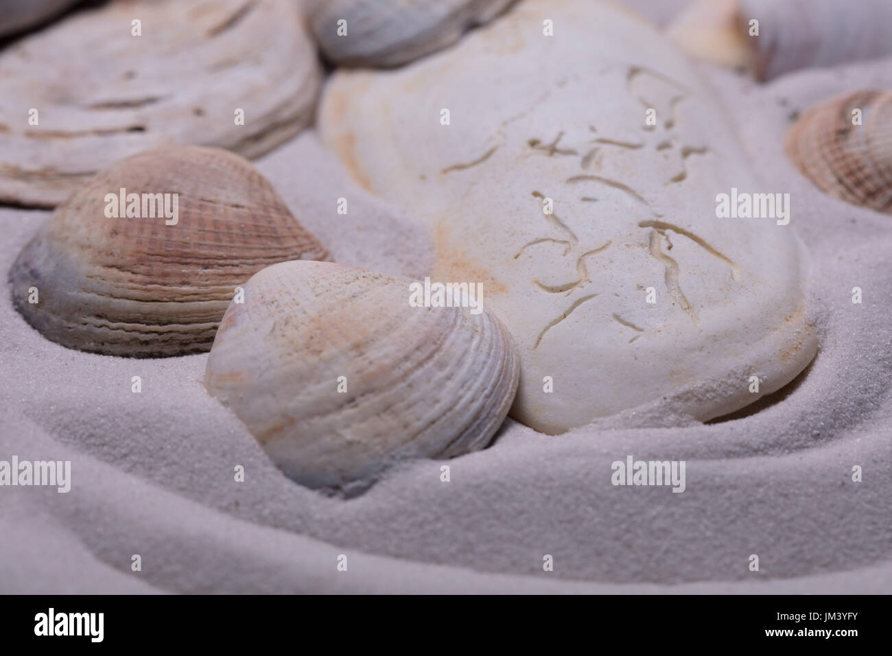 Beach with shells Stock Photo - Alamy