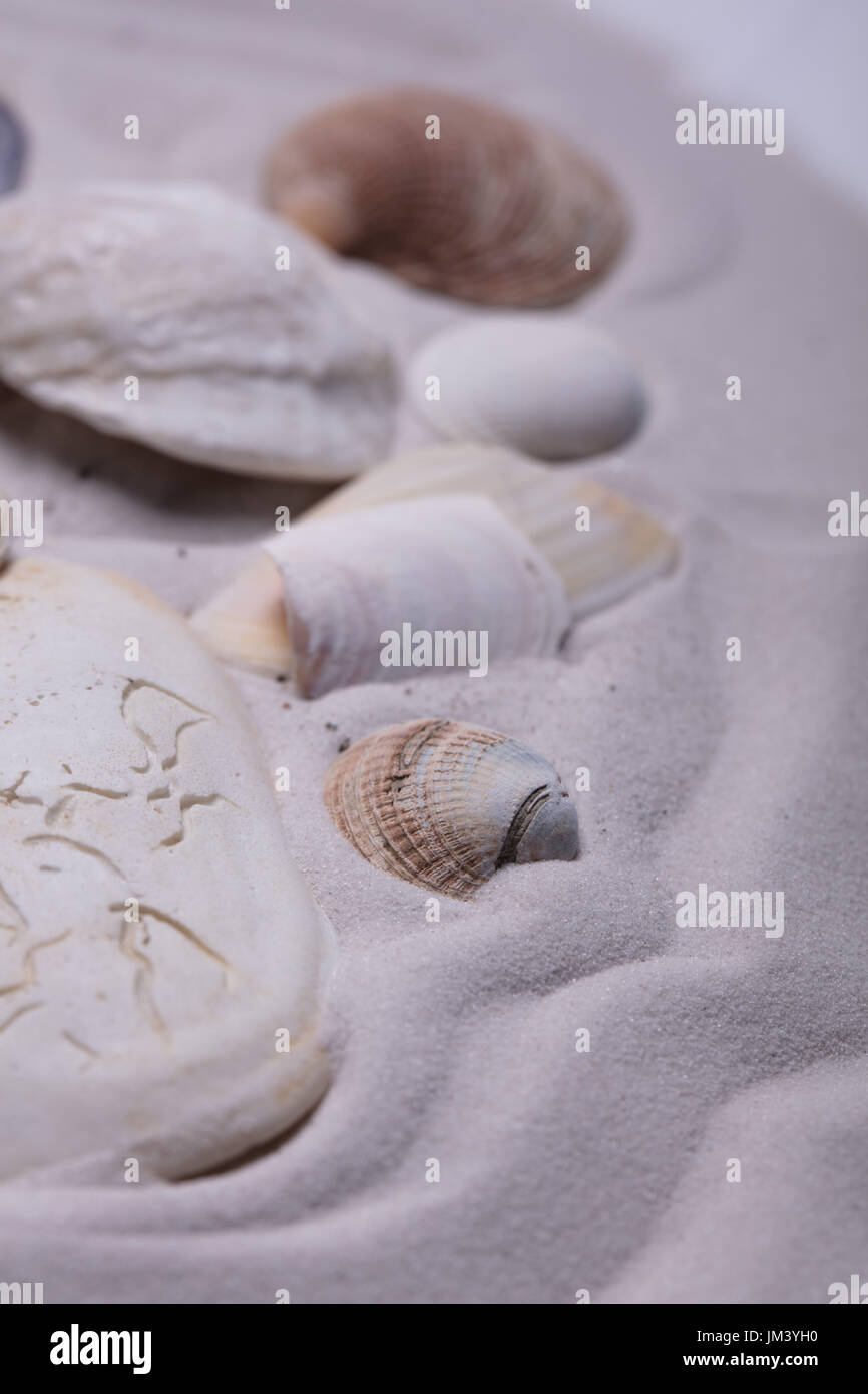 Beach with shells Stock Photo - Alamy