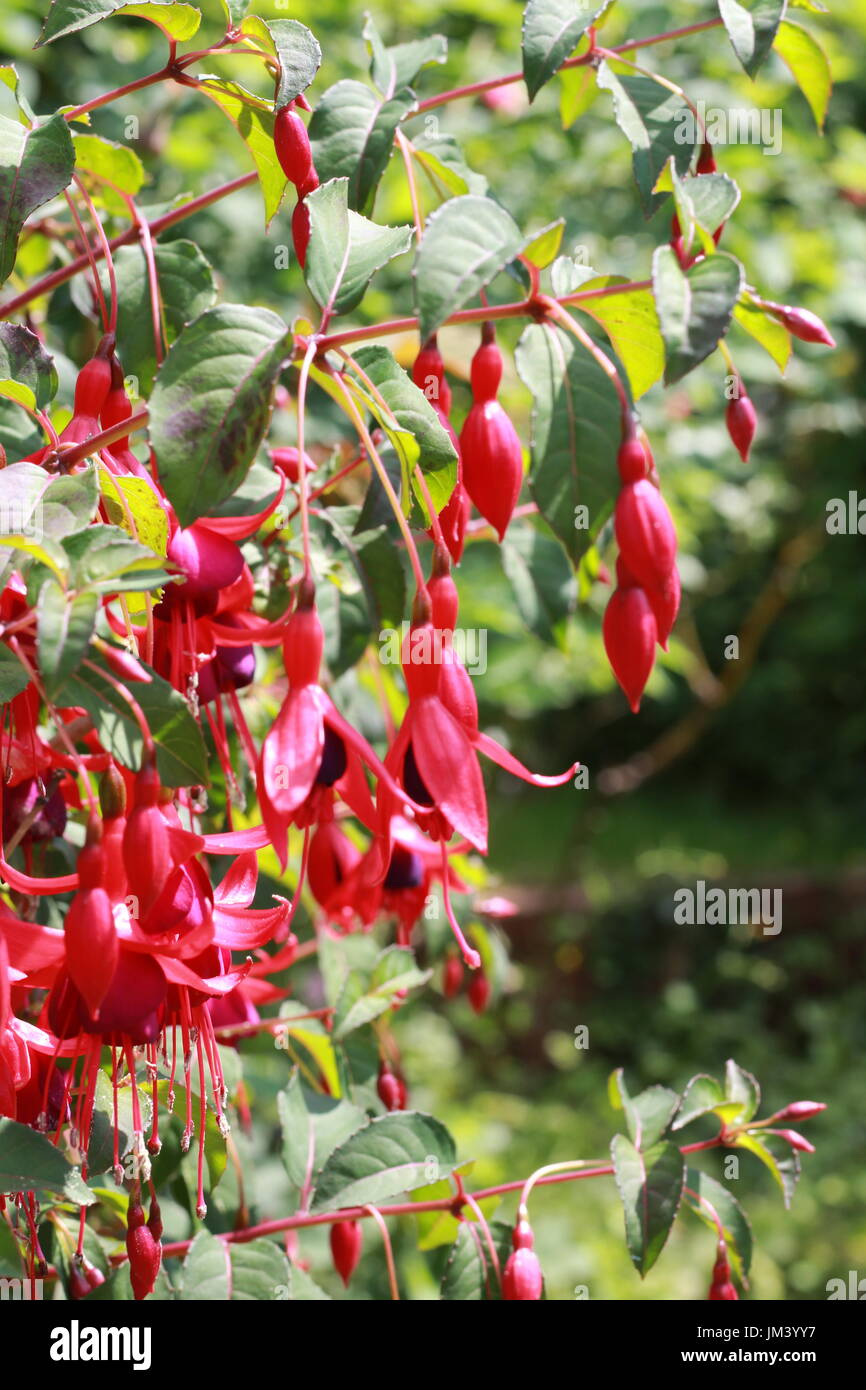 Fuchsia buds hi-res stock photography and images - Alamy