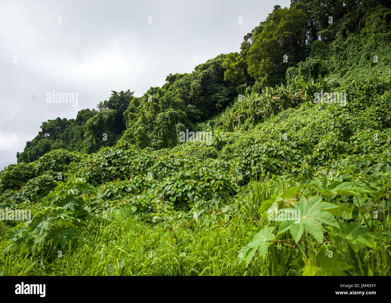 The jungle, Shefa Province, Efate island, Vanuatu Stock Photo - Alamy