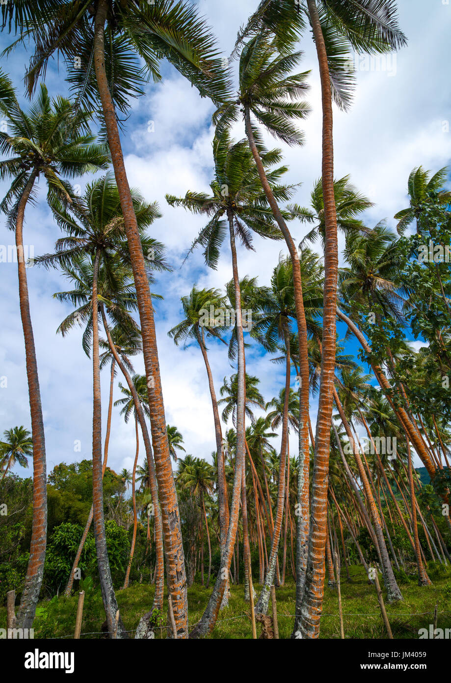 Coconuts trees plantation, Shefa Province, Efate island, Vanuatu Stock ...