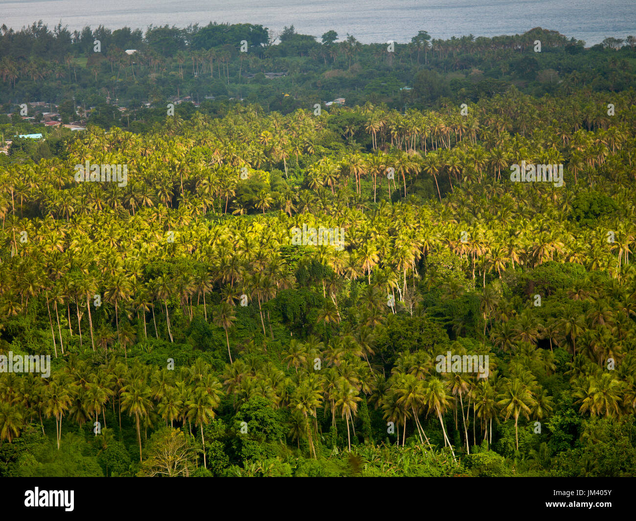 Cocounts trees plantation seen from above, Shefa Province, Efate island ...