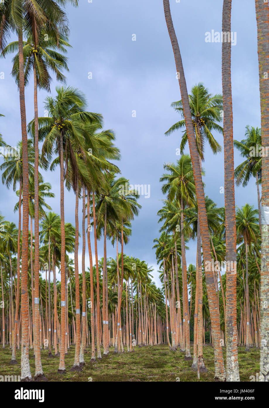 Coconuts trees plantation, Shefa Province, Efate island, Vanuatu Stock ...