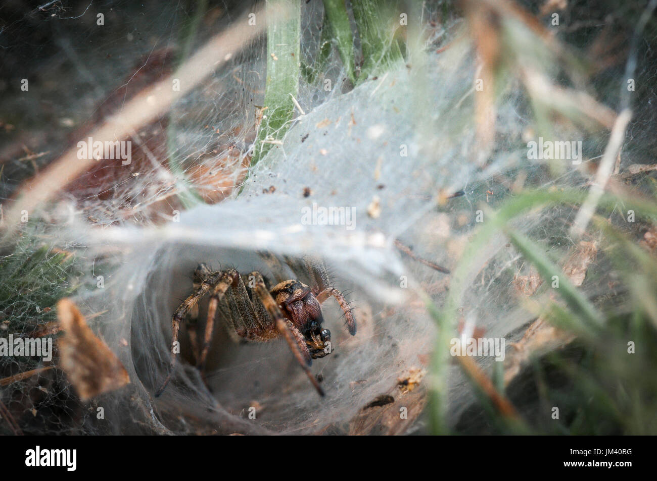 A close up image of a Labyrinth Spider, Angelena labyrinthica, at the ...