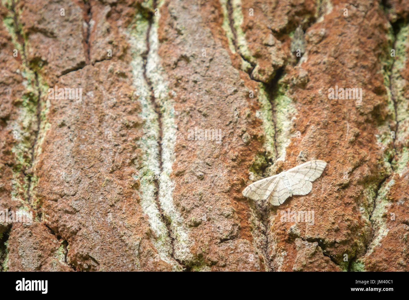 A Riband Wave moth, Idaea aversata ab. remutata, at rest on the bark of ...