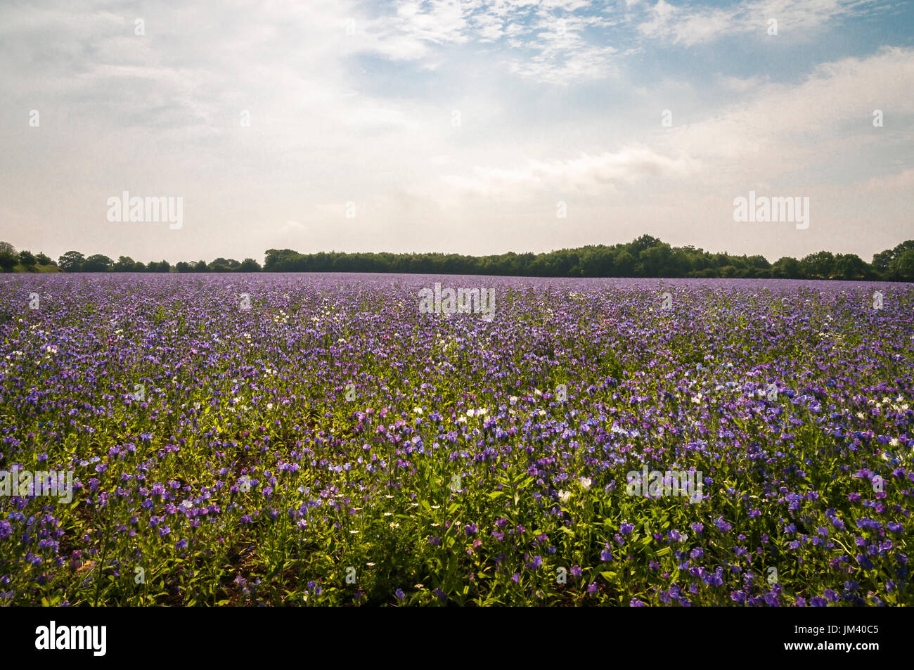 A crop of Viper's Bugloss, Echium vulgare, in a field, in Suffolk ...