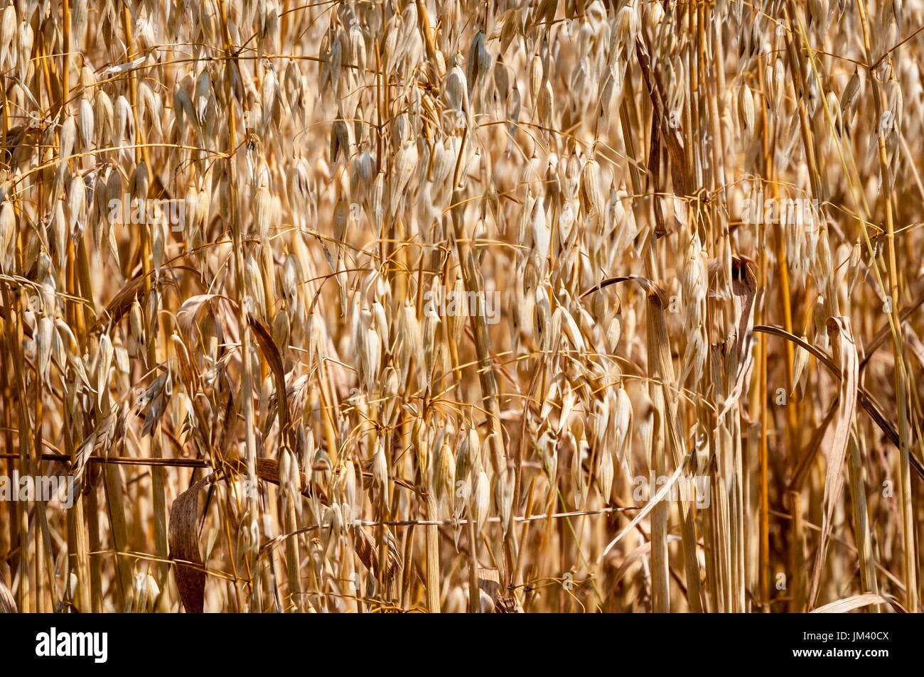 A Three Image Focus Stacked Image of a wind blown crop of Oats in ...