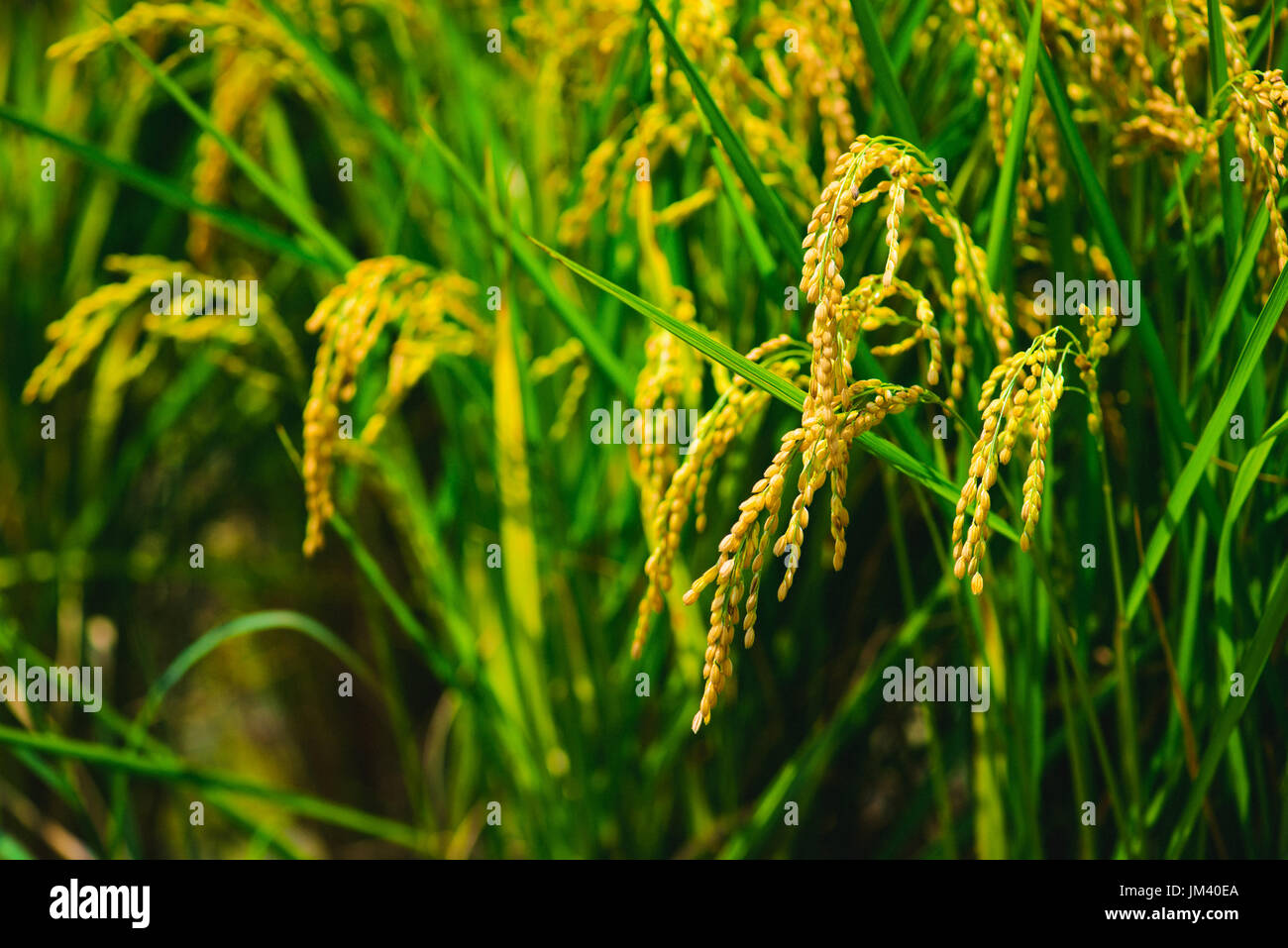 Golden Paddy Grain Ready for Harvest Stock Photo - Alamy