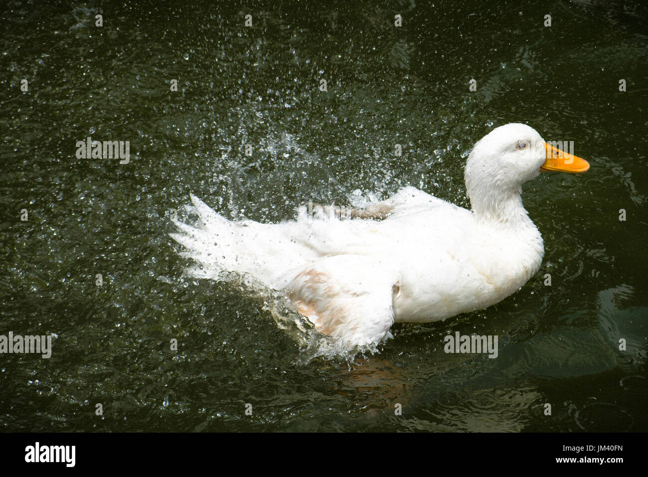 Swimming Duck with Splashes Stock Photo - Alamy