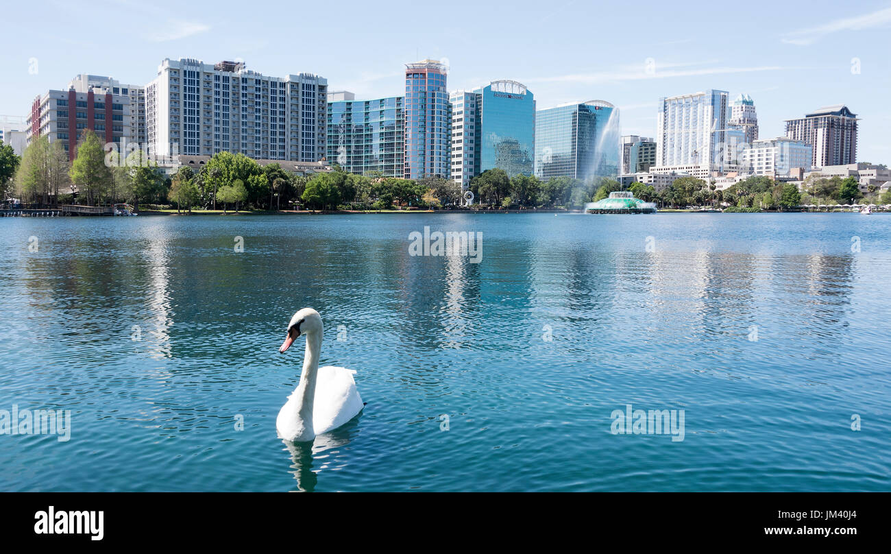 One of many swans swimming in Lake Eola Park in Downtown Orlando ...
