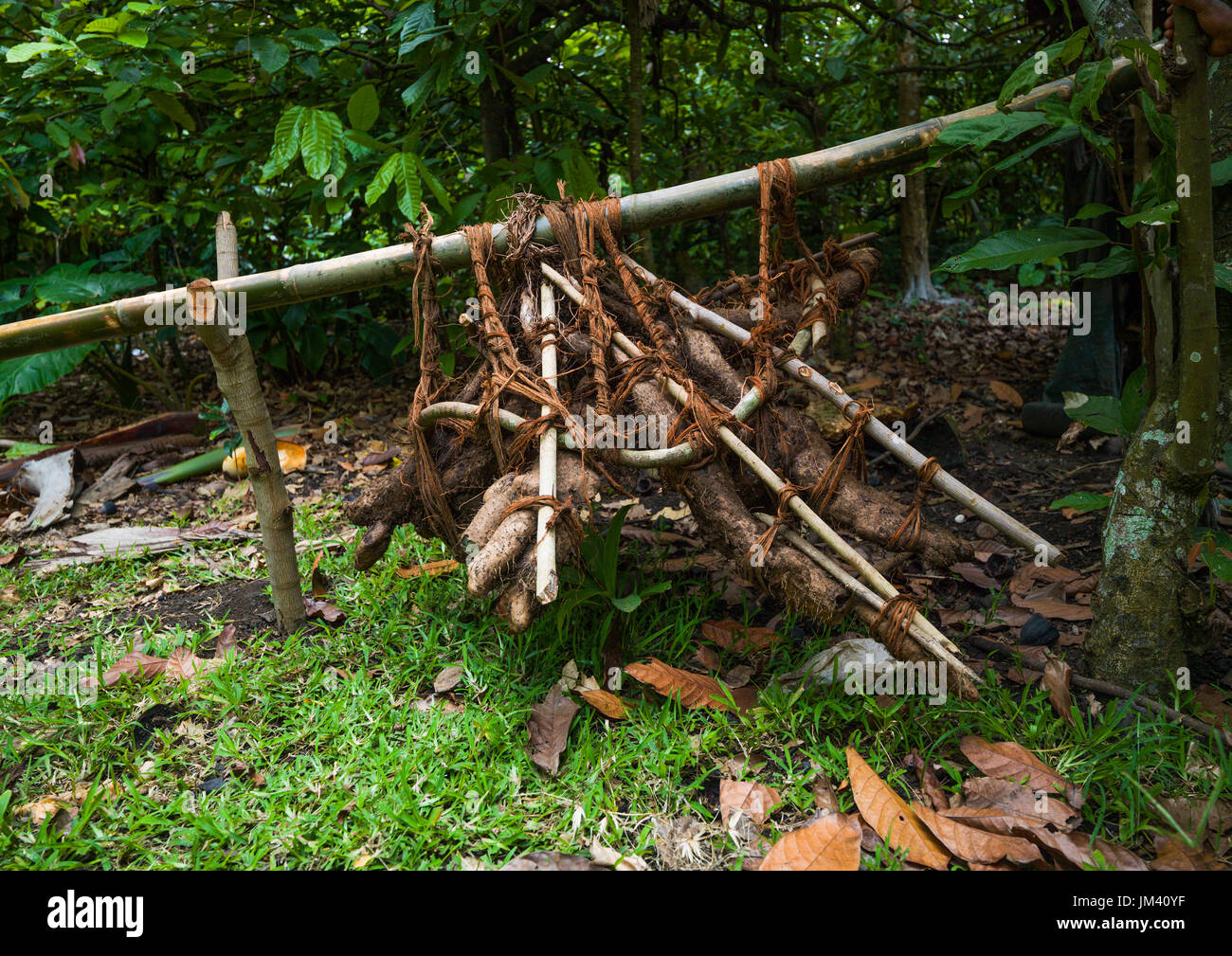 Yam harvesting, Malampa Province, Malekula Island, Vanuatu Stock Photo ...