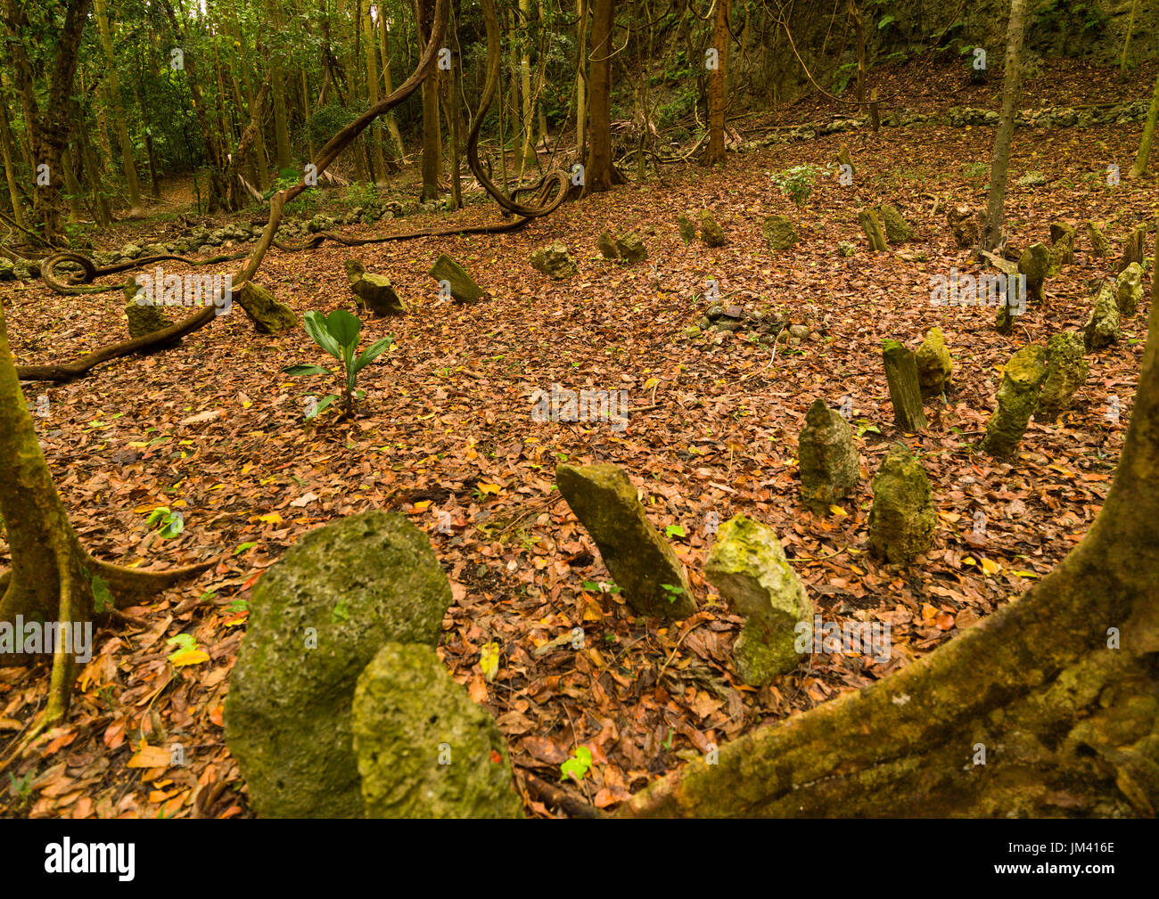 Amelbati site of former cannibal ceremonies, Malampa Province, Malekula ...