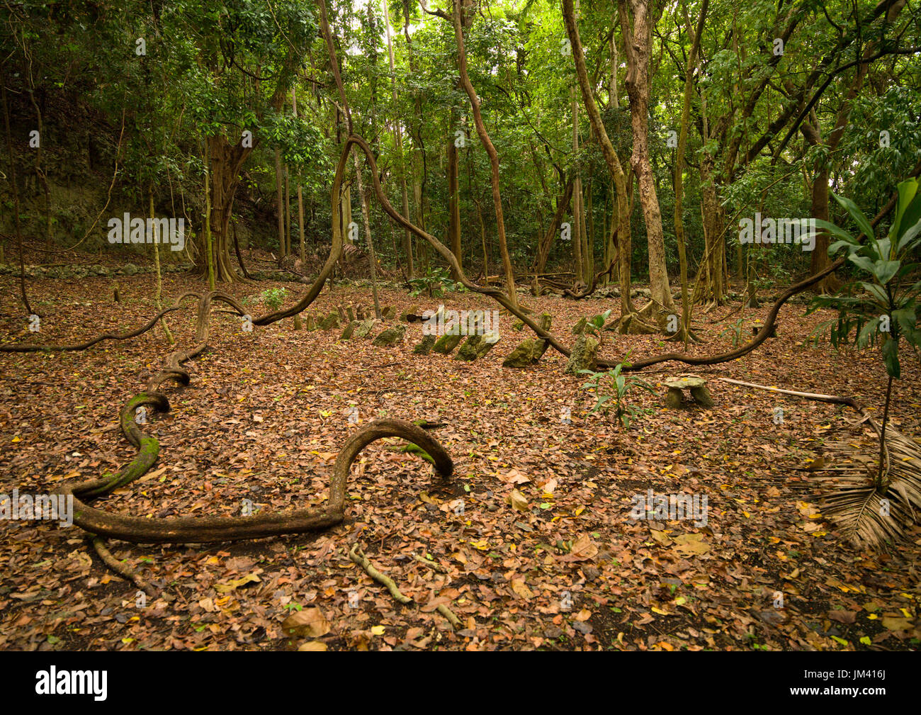 Amelbati site of former cannibal ceremonies, Malampa Province, Malekula ...