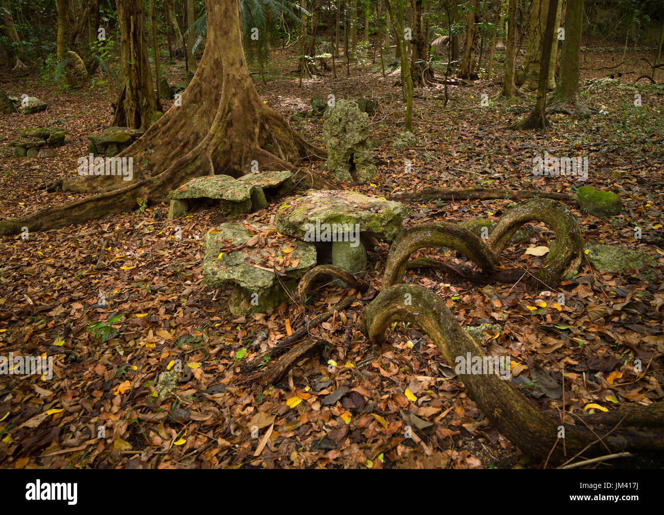 Sacrifice table in Amelbati cannibal site, Malampa Province, Malekula ...