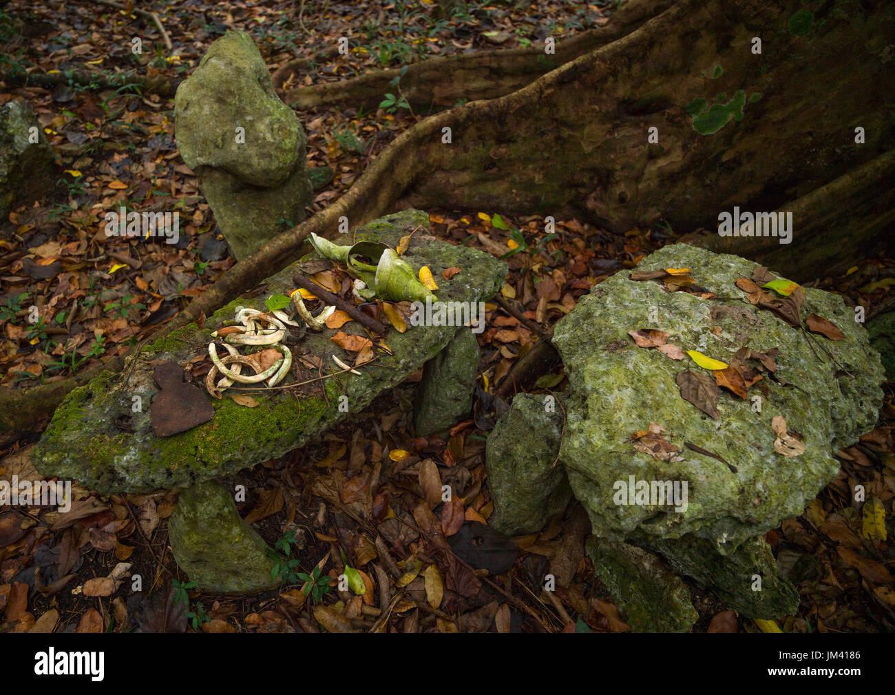 Sacrifice table in Amelbati cannibal site, Malampa Province, Malekula ...