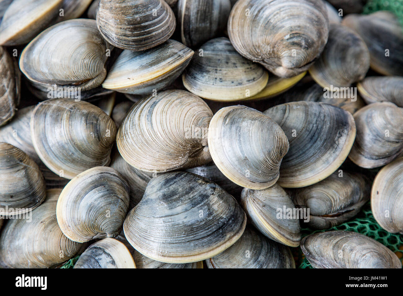 Clams from Sedge Island, NJ Stock Photo - Alamy