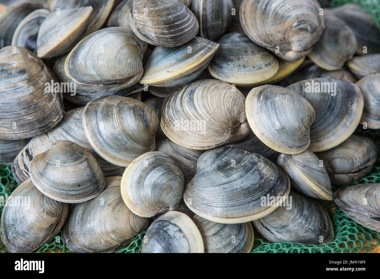 Clams from Sedge Island, NJ Stock Photo - Alamy